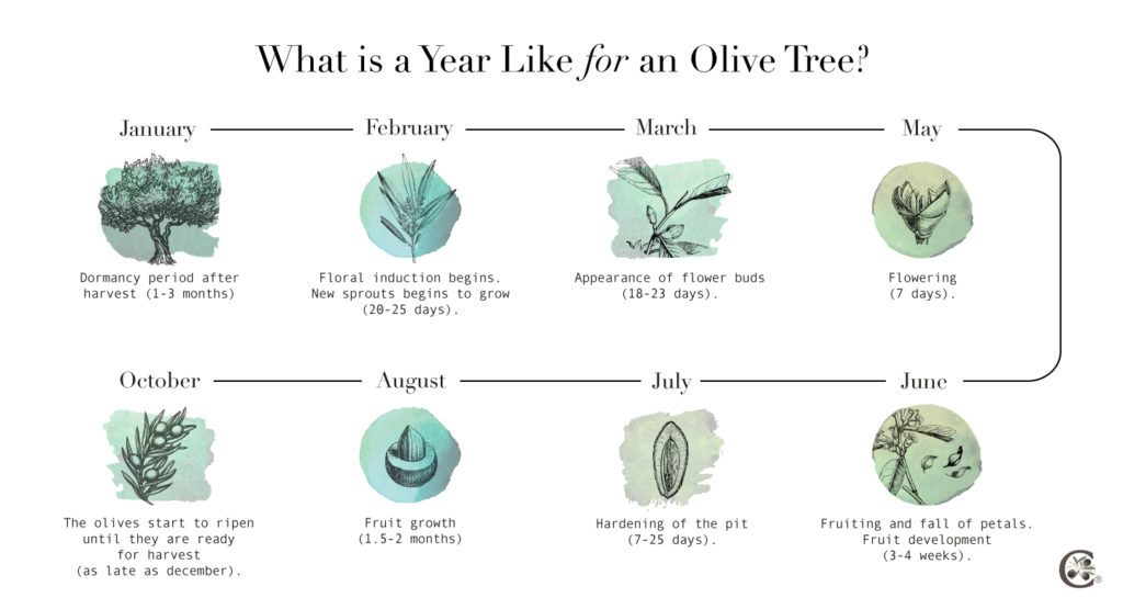 Everything you should know about olive trees: characteristics and ...